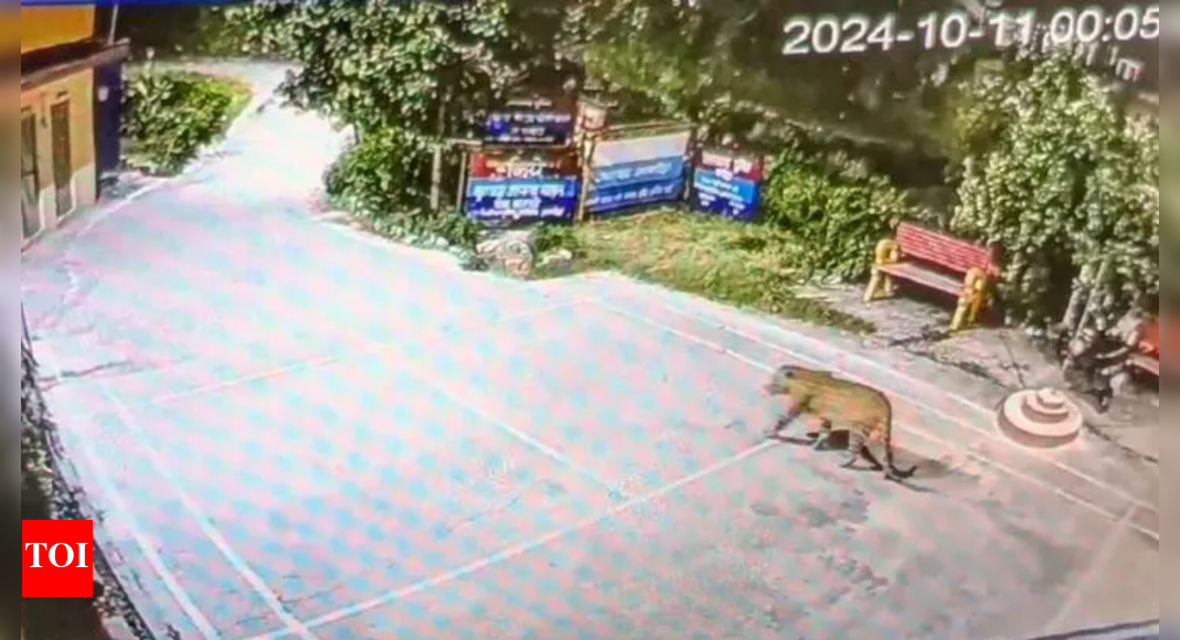 Almora: Leopard Intrudes Police Station in Almora: Shocking CCTV ...