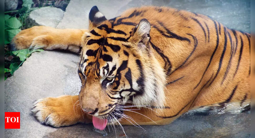 Is it true that tigers have fake eyes? - Times of India
