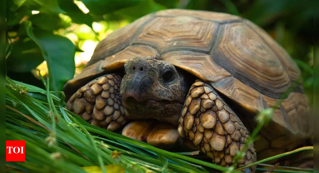 The secrets behind turtle’s shell: What’s inside it - Times of India