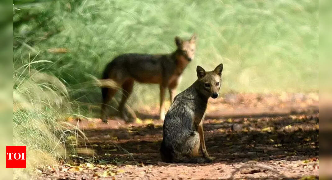 Villagers Respond to Jackal Attack: Beating Ends in Death in Pilibhit ...