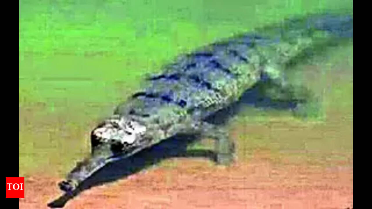 Gharial Crocodile Attacks