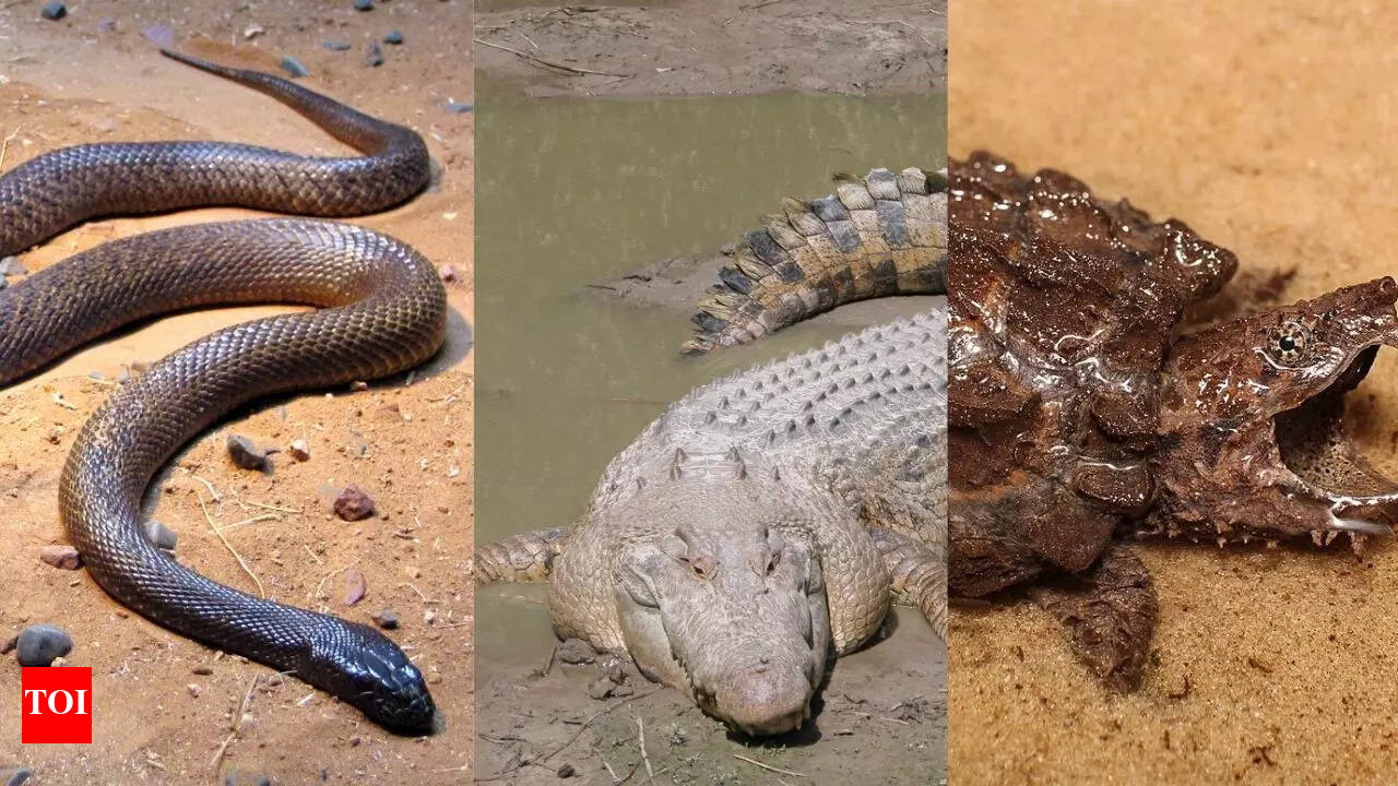 Green Anaconda Eating Alligator