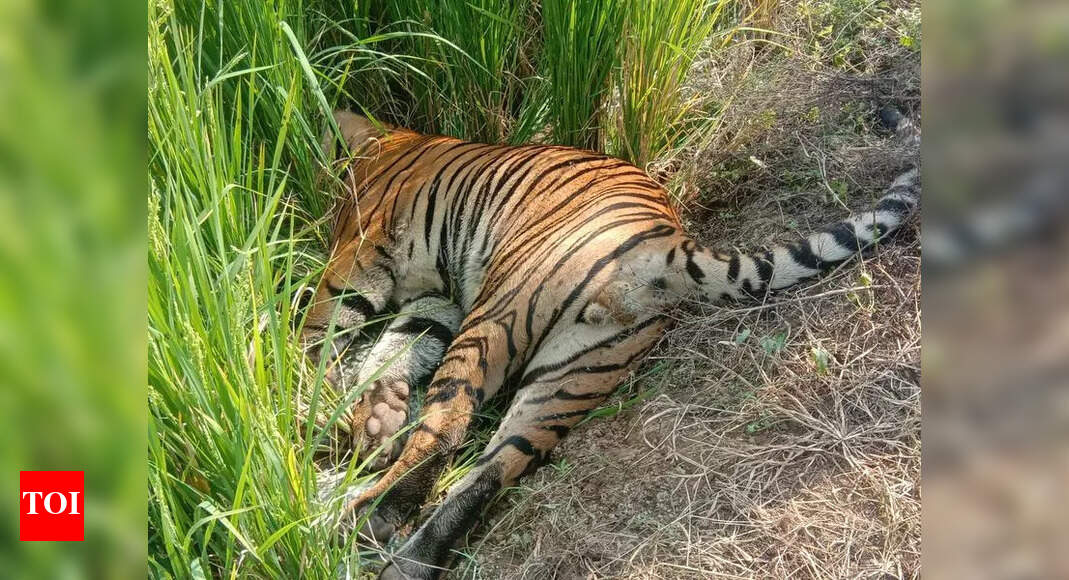 Tiger Death: Mystery Surrounding Tiger Death in Kanhan: 20th Incident ...