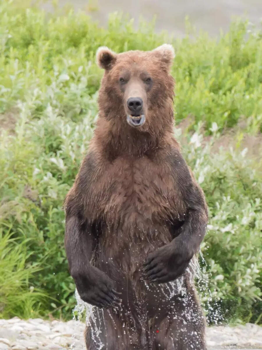 8 largest animals on Earth across land, water, and air | Times of India