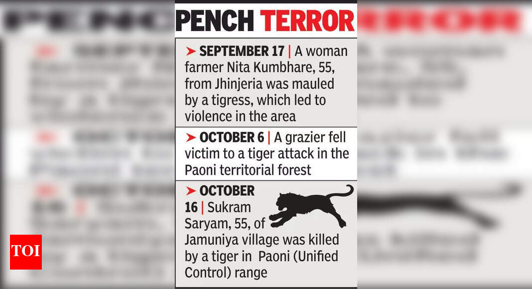 Tiger Kills Farmer in Pench Reserve: Villagers Protest Amid Rising ...