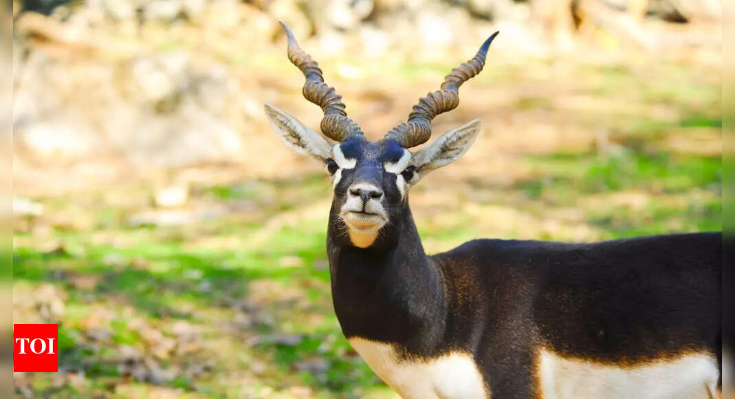 How blackbucks became sacred to the Bishnoi community; the history ...