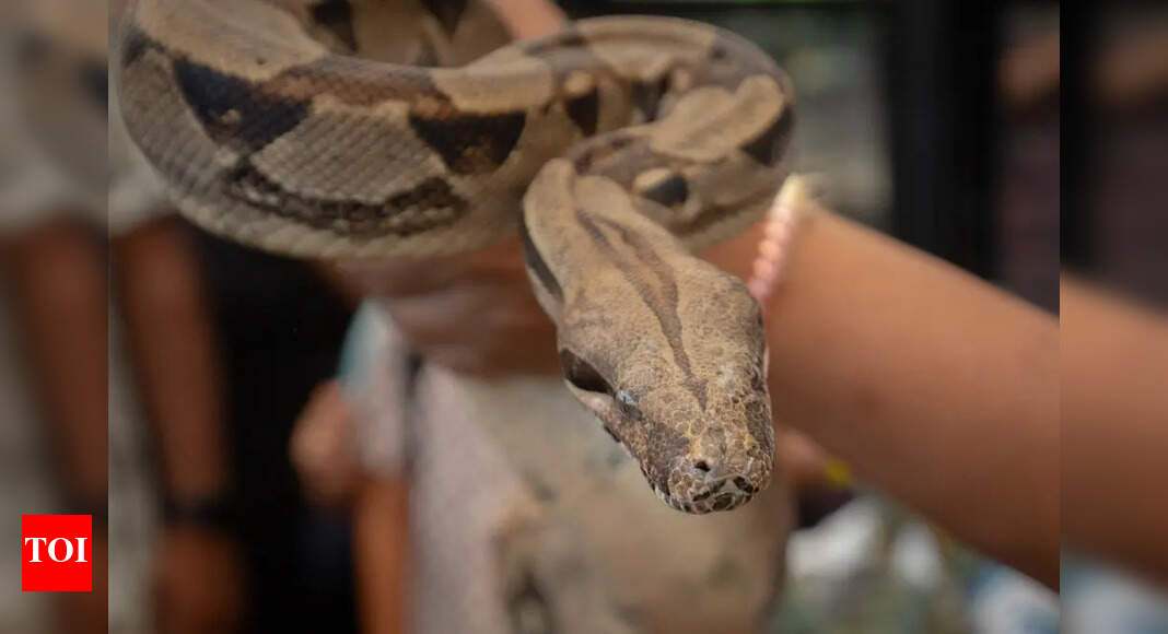Black magic on snake-bitten man in MP hospital | India News - Times of ...