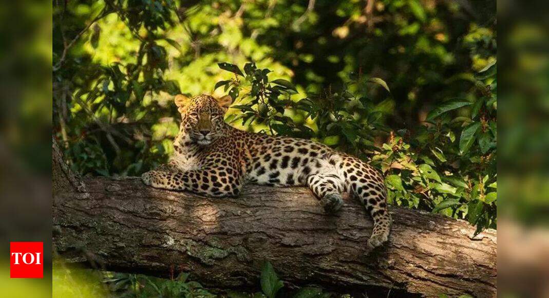 Farmer kills leopard with stick in Uttar Pradesh | Meerut News - Times ...