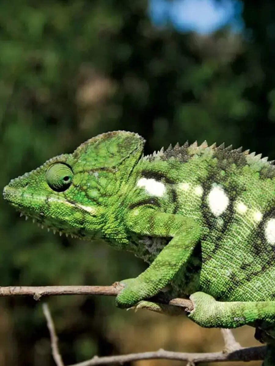 10 animals that can change colour | Times of India