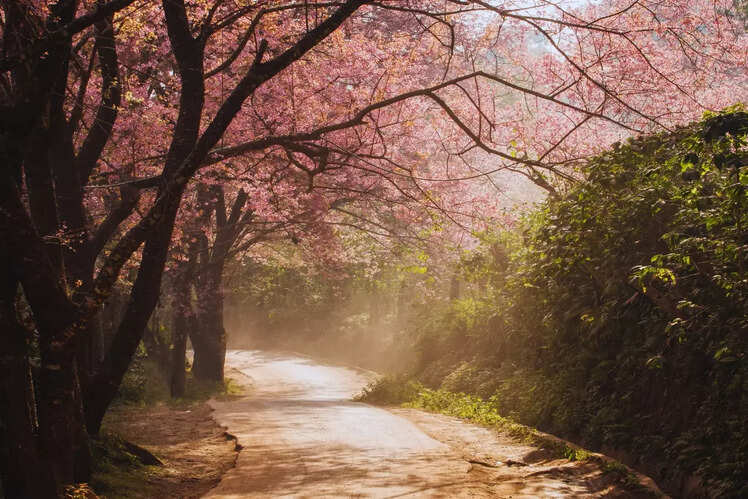 From Rann Utsav to Cherry Blossom Festival: India’s 5 best winter ...