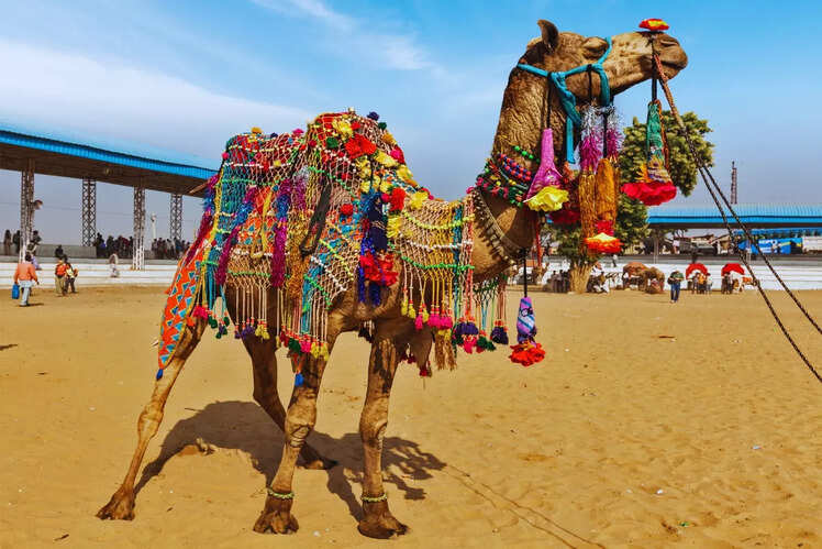 From Rann Utsav to Cherry Blossom Festival: India’s 5 best winter ...