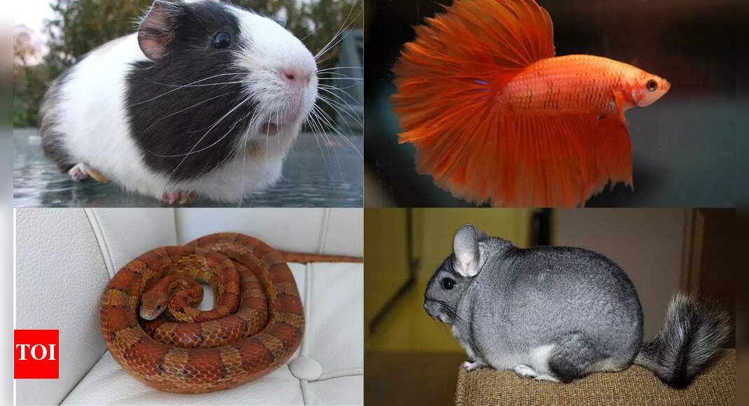 10 low-maintenance pets perfect for people with busy lifestyle ...