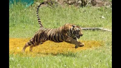 Kawal Tiger Corridor: Telangana Set to Establish Kawal Tiger Corridor ...