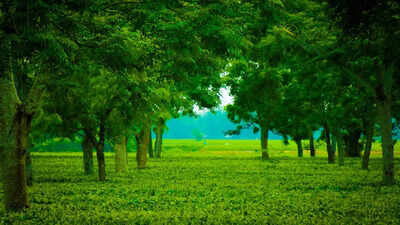 The mystery of the Indian village where birds come to commit suicide ...