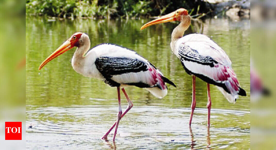 Explore the habitat of birds in Gujarat - Times of India