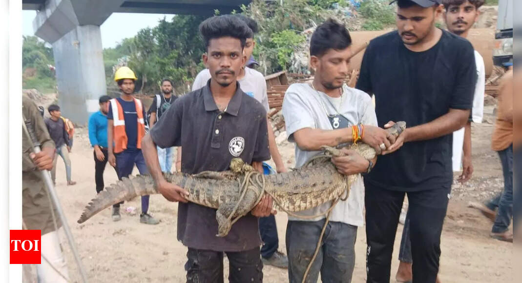 Crocodile: Crocodile Rescued from Bullet Train Project Site in Gujarat ...