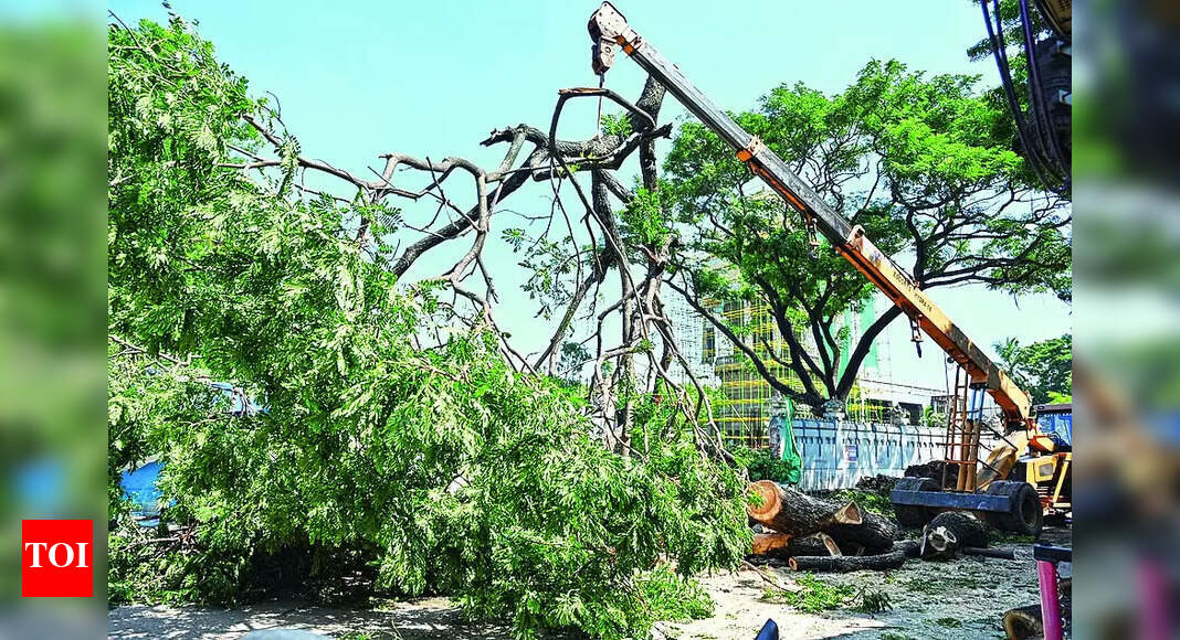 Suspect denies felling Panaji tree, legal case may be govt’s option ...