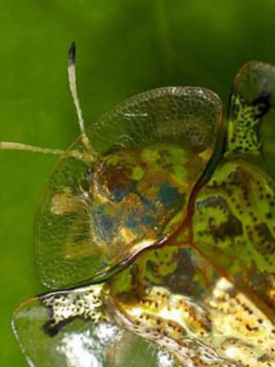 5 Animals That Can Change Colour | Times Now