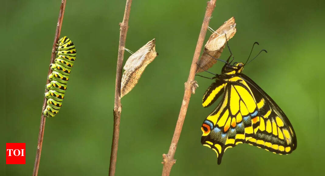 How do caterpillars transform into butterflies? The science behind ...
