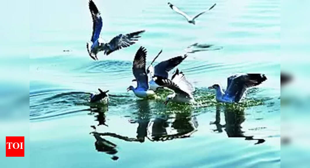 Chilika: Migratory Birds Start Arriving In Chilika | Bhubaneswar News ...