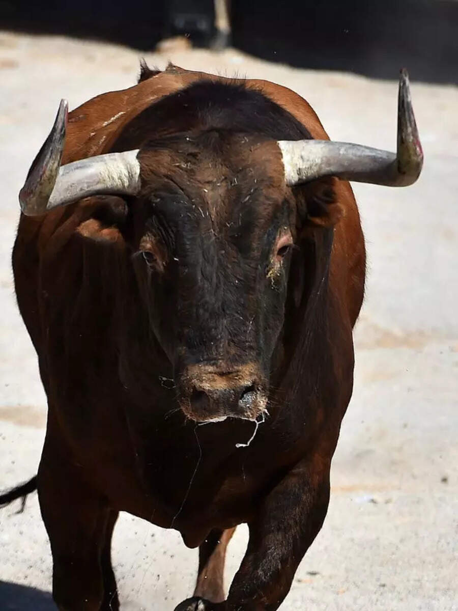 10 strongest bulls found around the world | Times of India