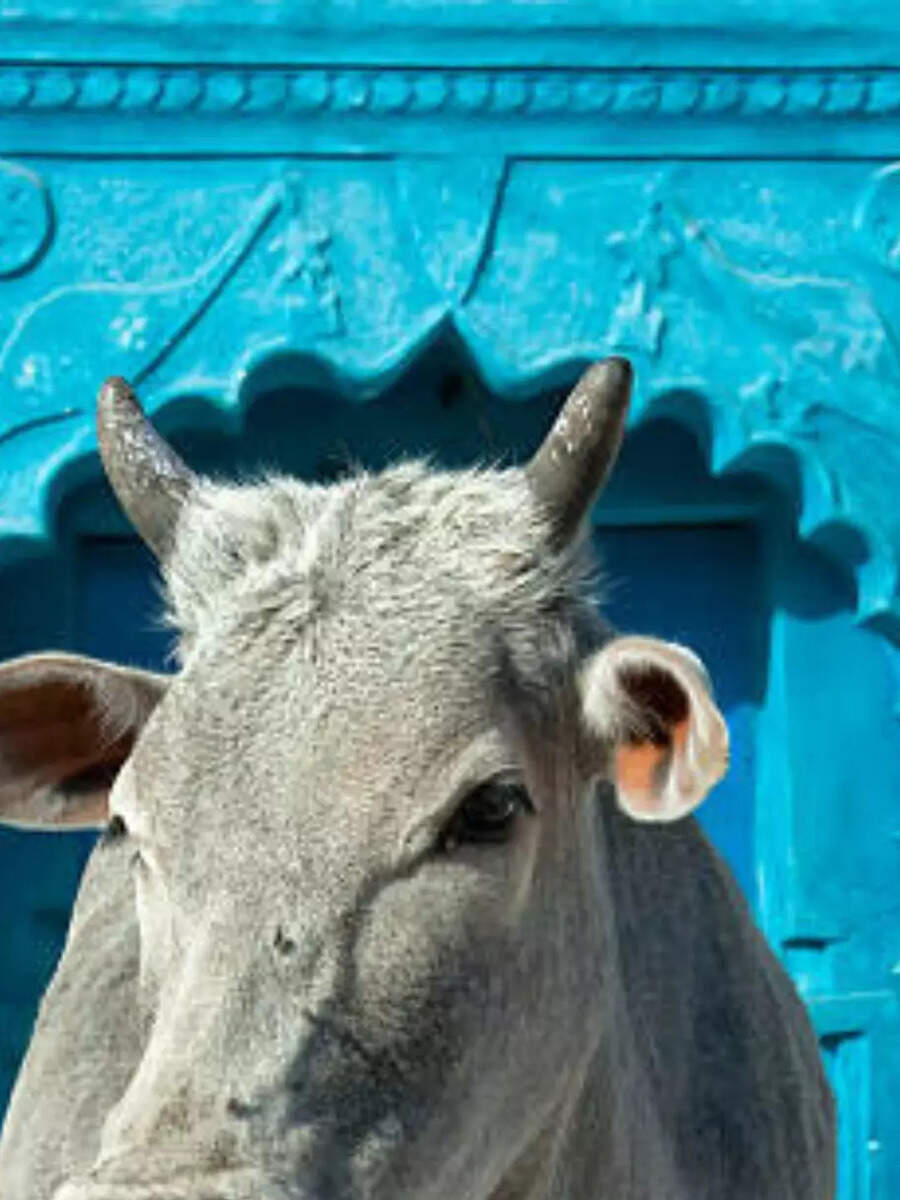 Lakhimi Cow: हर काम में शानदार है इस नस्‍ल की गाय | ET NOW SWADESH