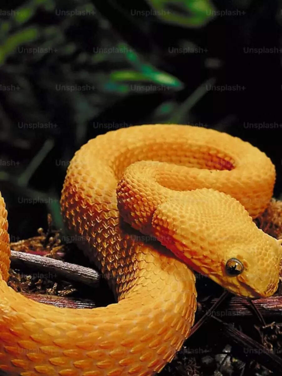 Most Colourful Snakes In The World | Times Now
