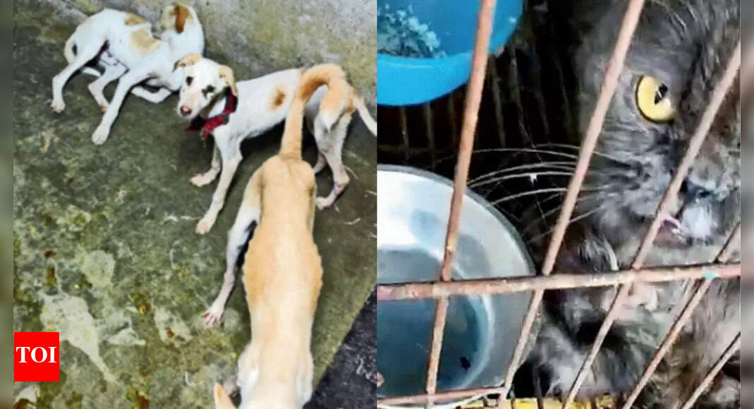 Tragic Rescue: 50 Cats and Dogs Found Starved and Dead in Fake Shelter ...
