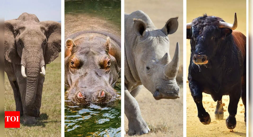 Bull vs Elephant vs Rhino vs Hippo: Which one is the strongest - The ...