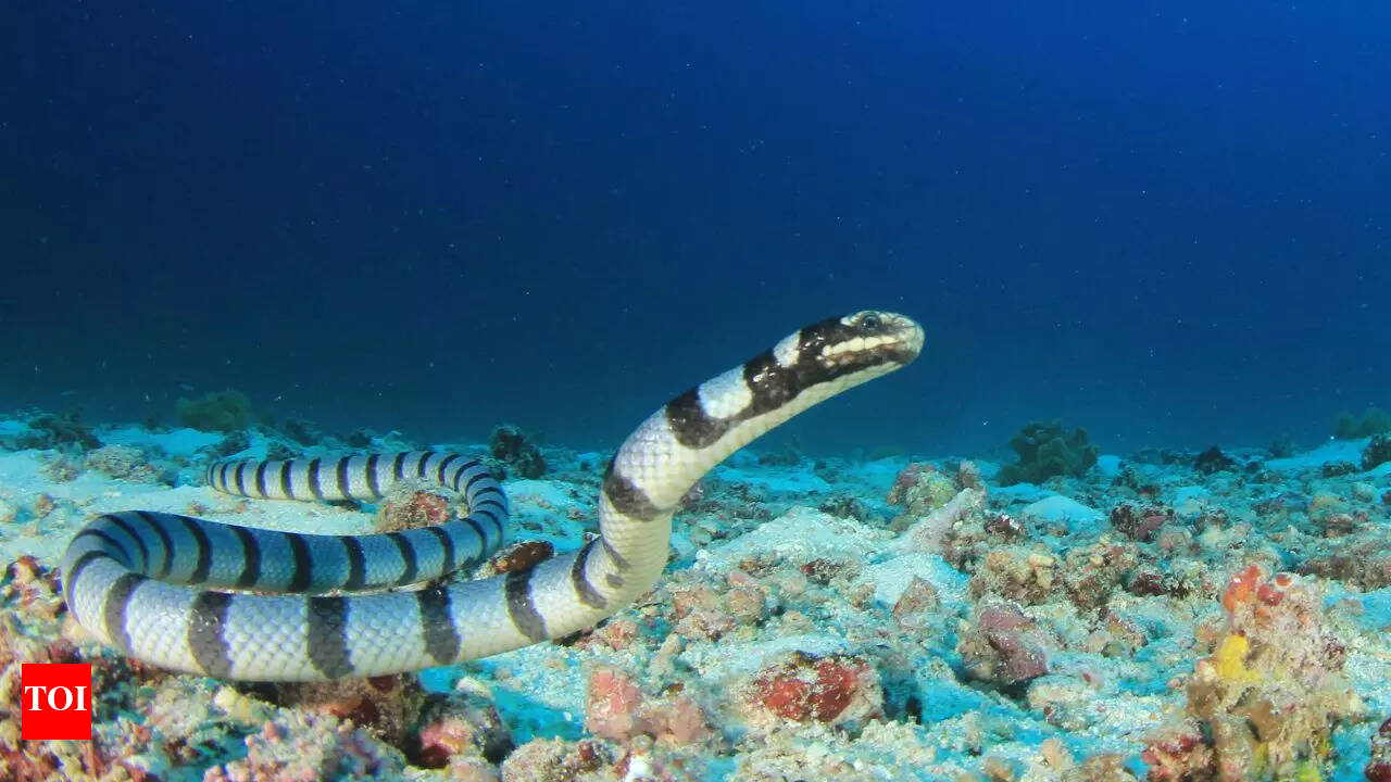 Reef Sea Snakes Photo Of The Week | The Banded Sea Snake