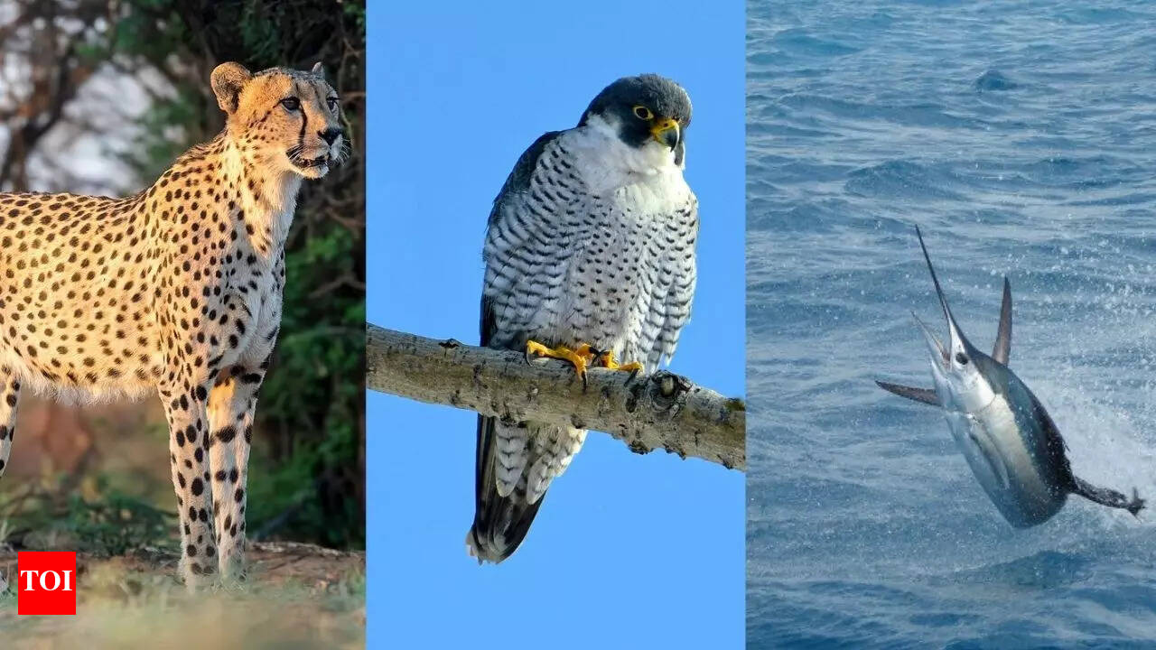 Fastest Bird On Land