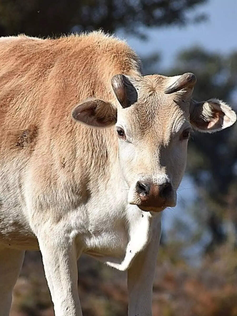 Himachali Pahari Cow: बेहद खास है गाय की ये नस्ल | ET NOW SWADESH