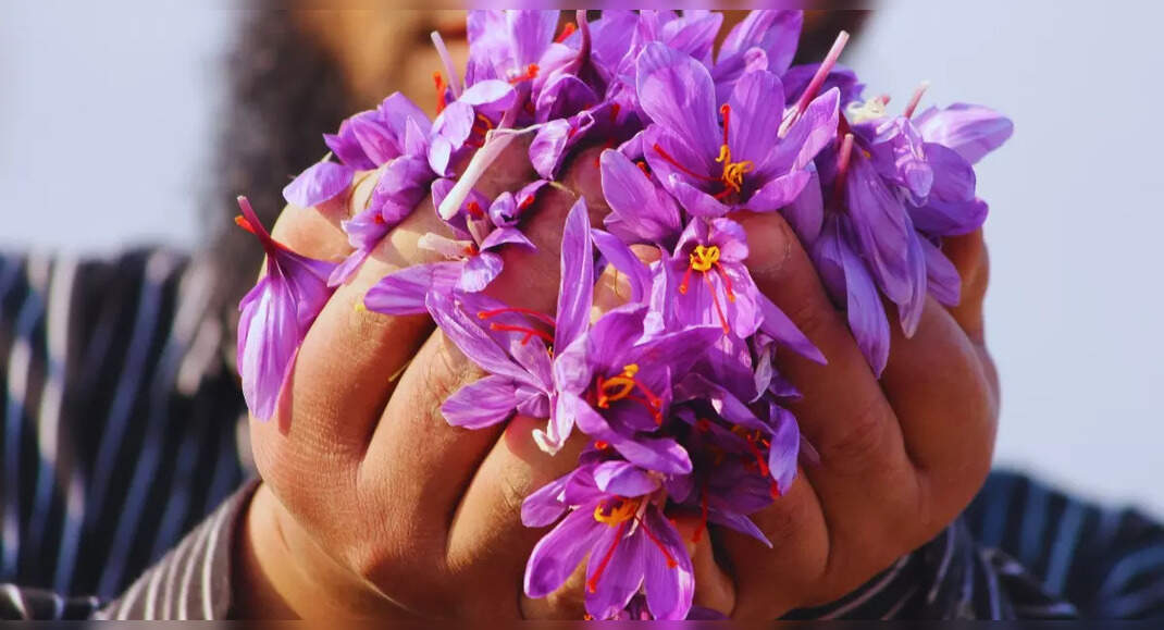 Kashmiri Kesar: How the world’s most expensive spice is drawing ...