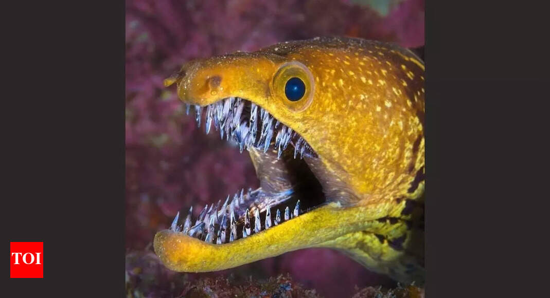 Creepy-fanged sea monster washes ashore on beach just in time for ...
