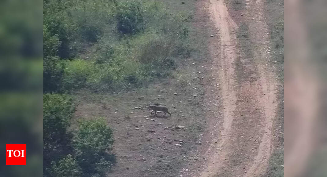 Rare Caracal Makes a Stunning Appearance in Sariska Tiger Reserve After ...