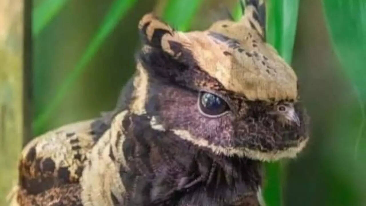 The Dragon Bird: The Enigmatic Great Eared Nightjar – New and Tips