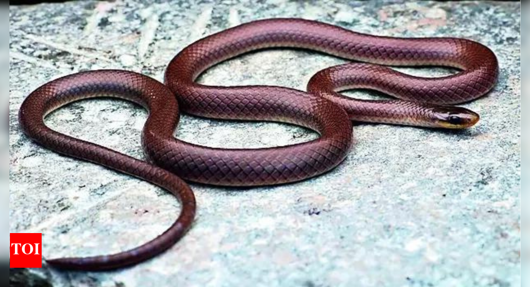 Leonardo DiCaprio: Snake species named after Leonardo DiCaprio | India ...