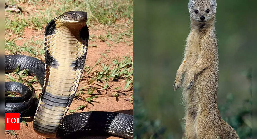 King Cobra vs Mongoose: Survival strategy, predatory behaviour, and ...