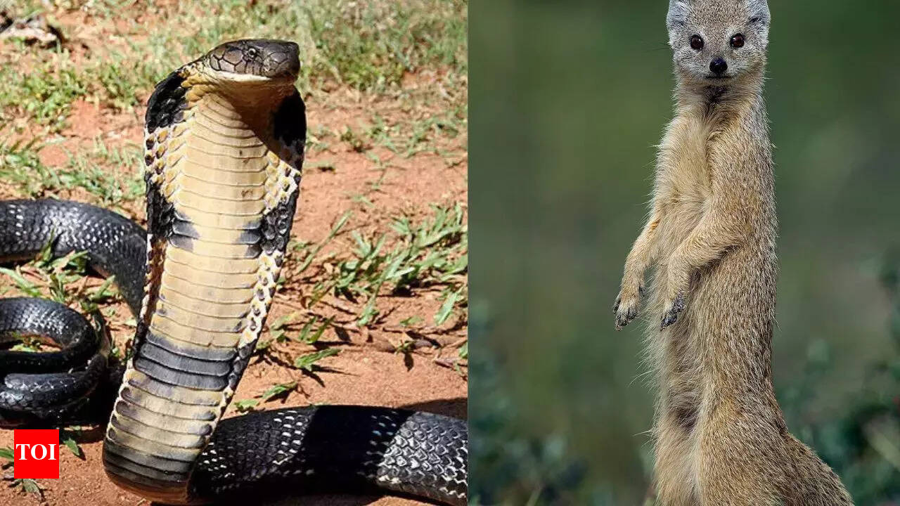 Mongoose Vs Cobra The Indian Grey Mongoose: The Cobra's Nemesis