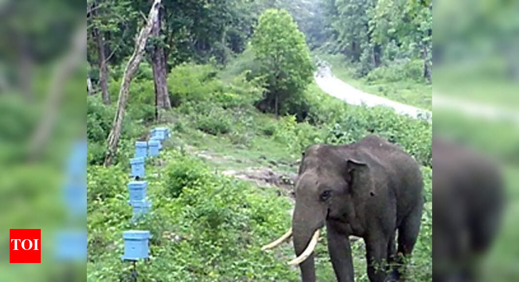 Innovative Bee Boxes: A Natural Solution to Prevent Wild Elephant Attacks | Mysuru News - The ...