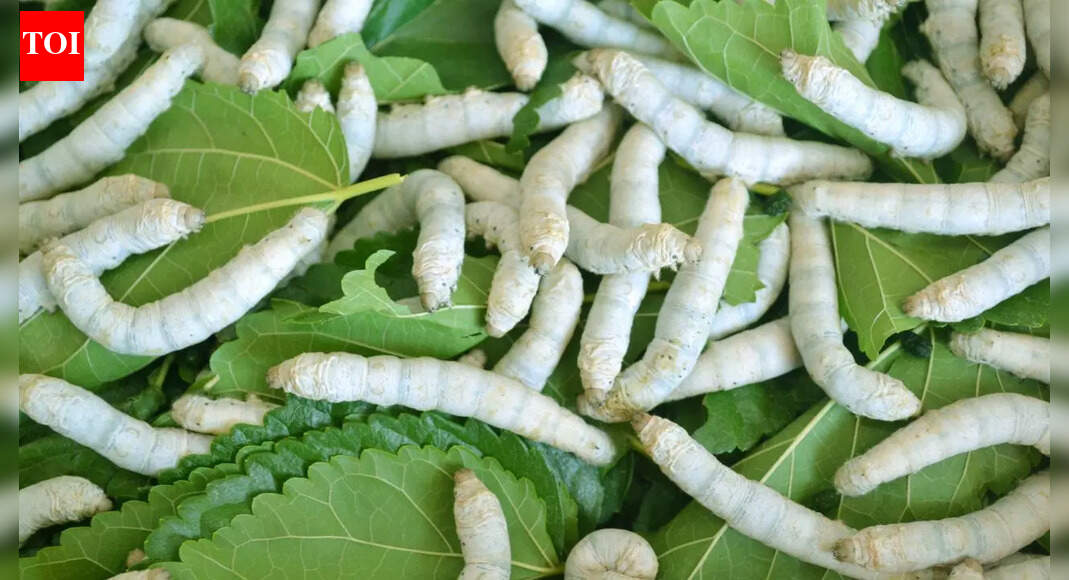 10 lesser-known creatures that produce silk