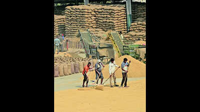 Panchkula Grain Markets Report 2,120 MT Paddy Purchase | Chandigarh ...