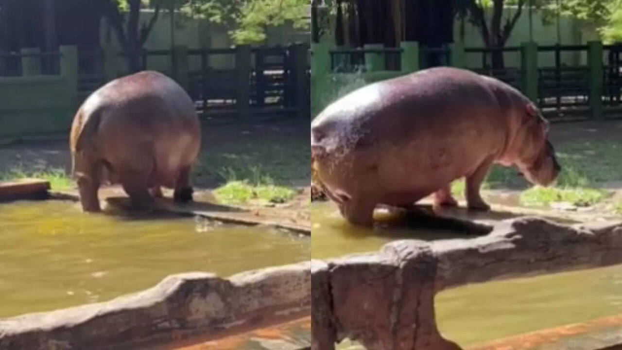 Viral Video: Zoo Visitors Shocked As Hippo Flings Poop At Indonesian Zoo