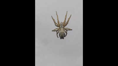 Environmental Crisis Unveiled: Shocking Insect Diversity Changes in ...