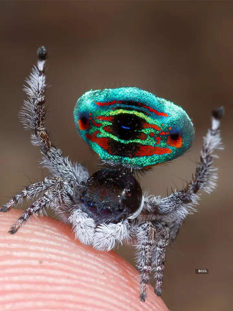 A colourful spider that looks and dances like a peacock! | Times of India