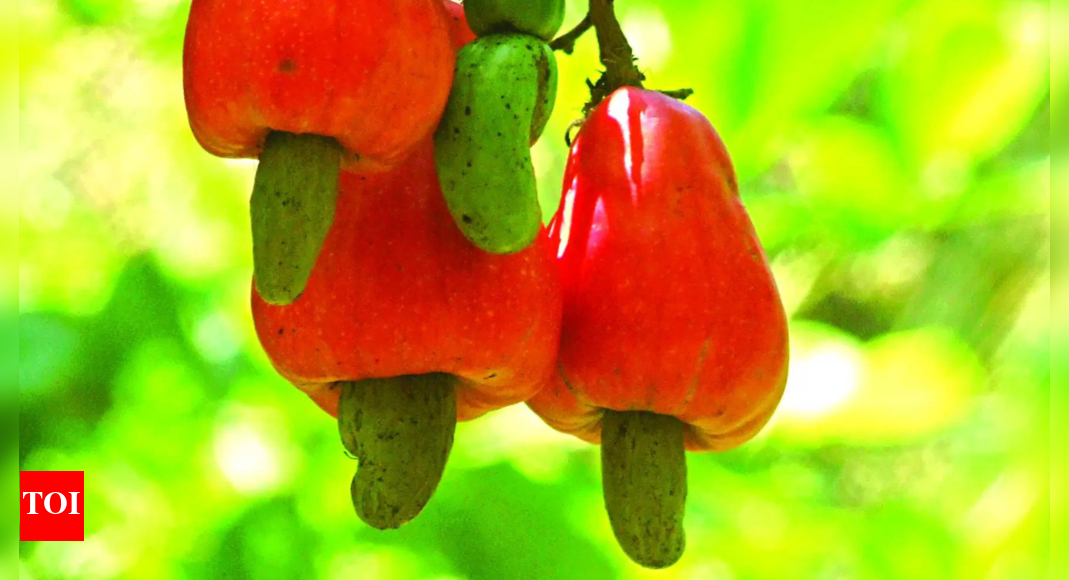 Feni distillery in Goa's Bicholim gets first GI certificate for process ...