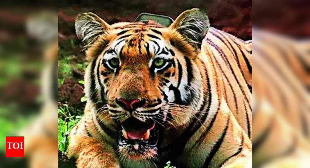 Tadoba Tigress Yamuna Released into Similipal Tiger Reserve ...