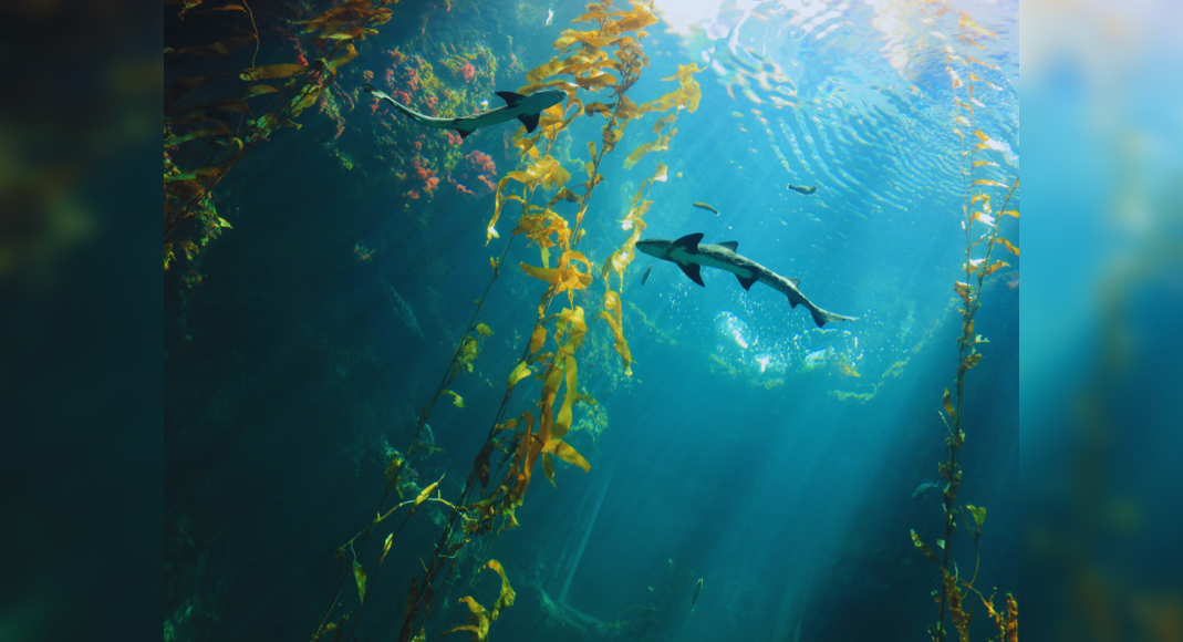 Point Nemo: Earth's most isolated place and spacecraft graveyard ...