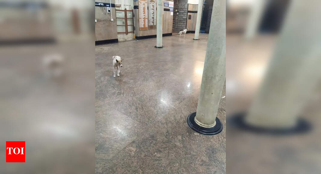 Victoria Hospital: Stray Dogs and Monkeys Create Chaos at Bengaluru's ...
