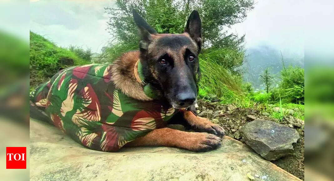 Army's canine hero Phantom dies in J&K encounter | India News - Times ...